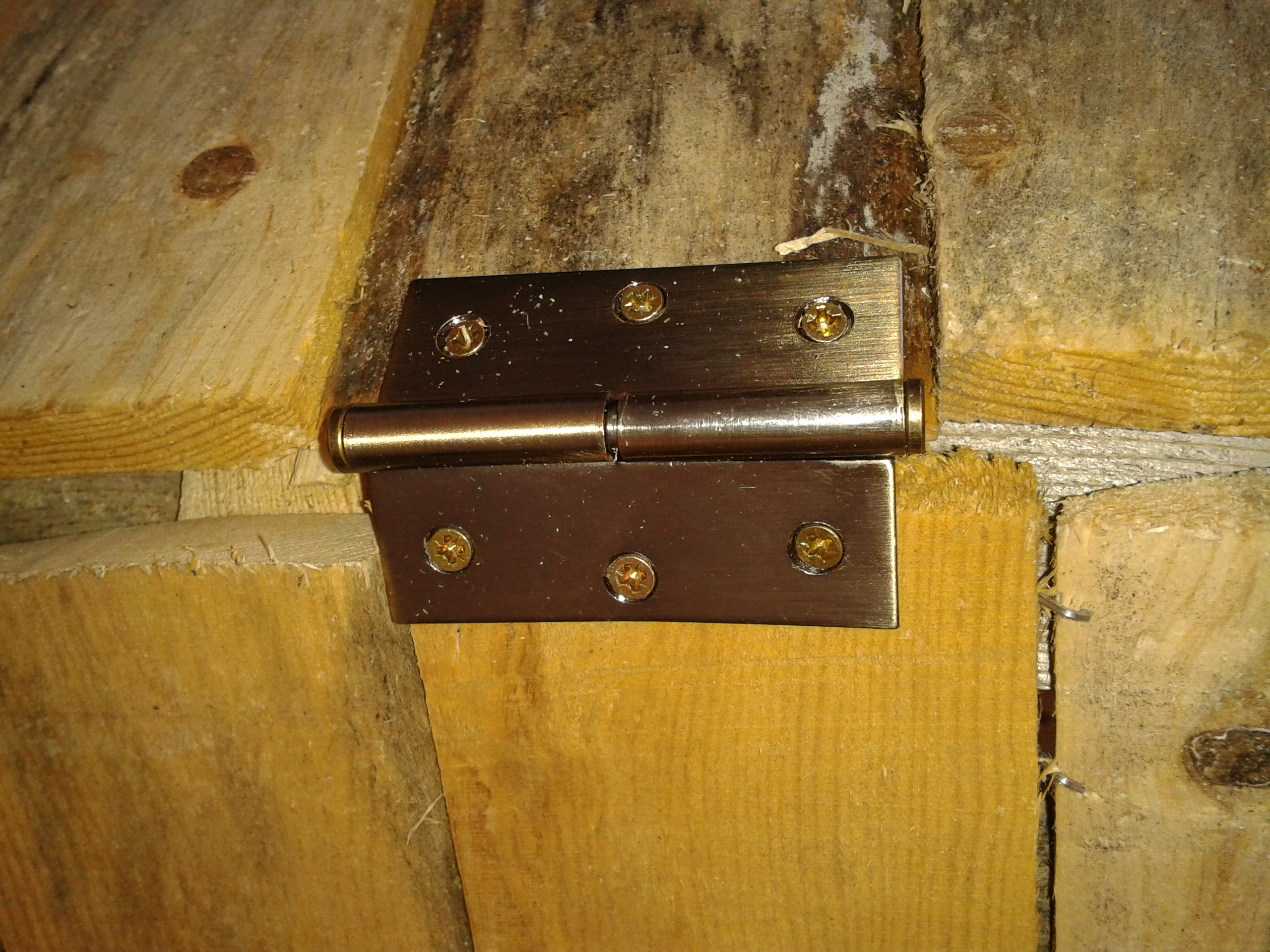 Madera podrida - REVISTA FERREPAT